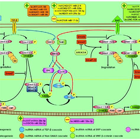 the contribution of various long non coding rnas and micrornas in