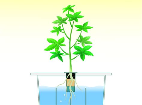What Is A Hydroponic System Different Types And How They Work Hey Abby