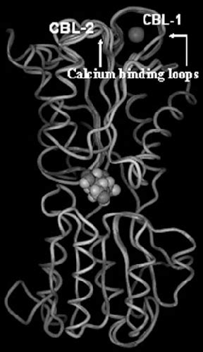 Ribbon Representation Of The Superposed Structures Of The Modeled