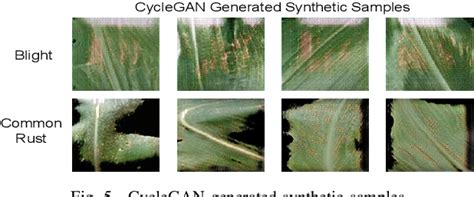 Figure 5 From Cyclegan Based Data Augmentation With Cnn And Vision Transformers Vit Models For
