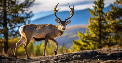 When Do Whitetail Deer Give Birth Know The Timeline Deerseasonorg