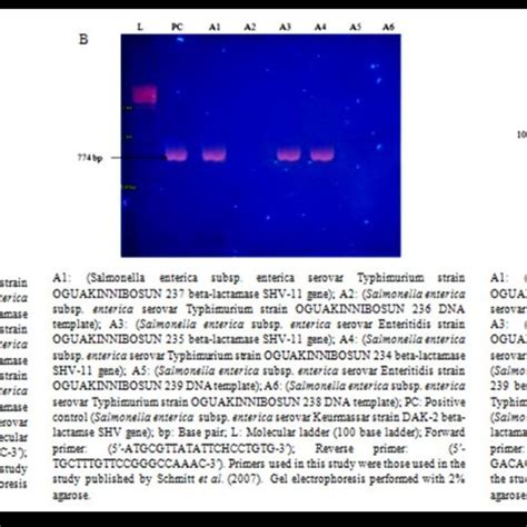 Pcr Showing Beta Lactamase Extended Spectrum Beta Lactamase Gene Download Scientific Diagram