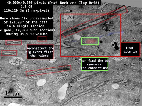 Ppt Serial Em 3d Electron Microscopy Serial Sections Of The Brain Large Datasets 10 100
