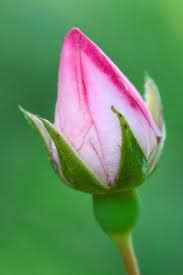 Difference Between Flower And Bud Flower Vs Bud