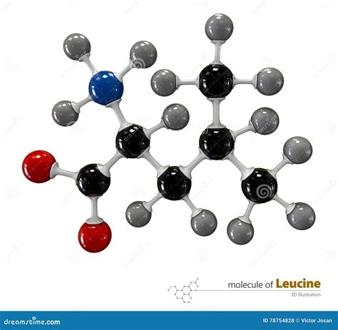 Illustration Of Leucine Molecule Isolated White Background Stock Illustration Illustration Of