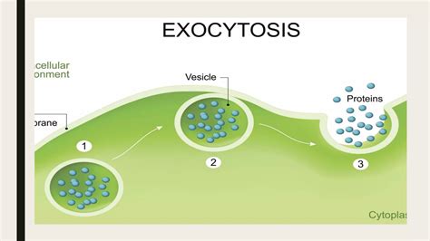 Exocytosis Pdf