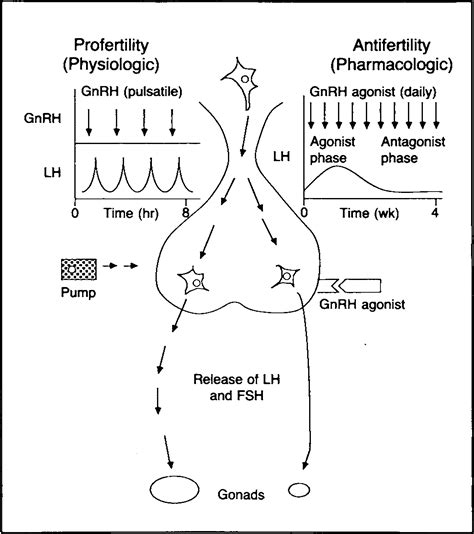 Gonadotropin Releasing Hormone And Its Analogues New England Journal Of Medicine