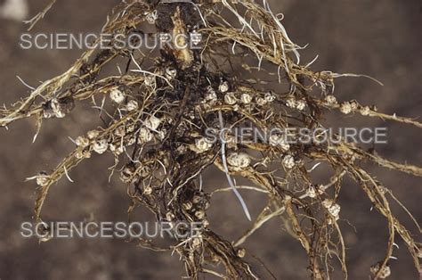 Soybean Root Nodules Soybean Disease Detection Tool Gets New Backing
