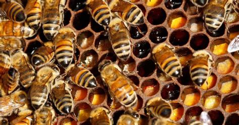 Australian Scientists Microchip Bees To Map Movements Halt Diseases