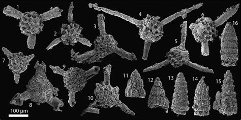 Sem Photographs Of Representative Radiolarians From Sample Cc2 1