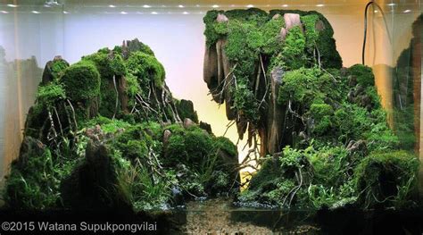 Paludarium Aquascape Island Paludarium Java Moss Wall Aquarium