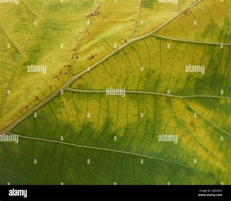 Photographs Of Leaf Shapes And Patterns Stock Photo Alamy