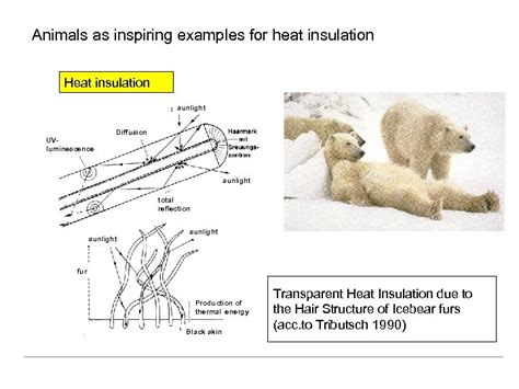 Energyefficient Architecture And Bionics What Can Architects Learn