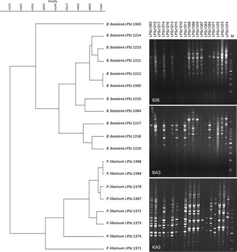 Dendrogram Built Using The Similarity Matrix Of Dice And The Upgma