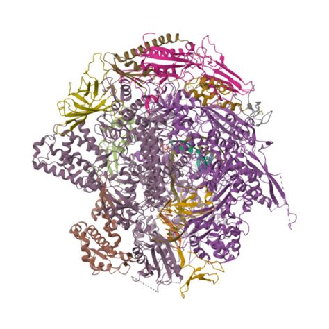 Rcsb Pdb 2nvt Rna Polymerase Ii Elongation Complex In 150 Mm Mg2