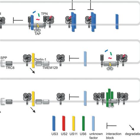 Classical And Non Classical Mhc I Molecules Download Table