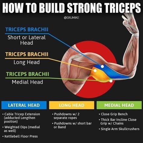 How To Built Strong Triceps Tricep Workout Gym Triceps Gym Workouts