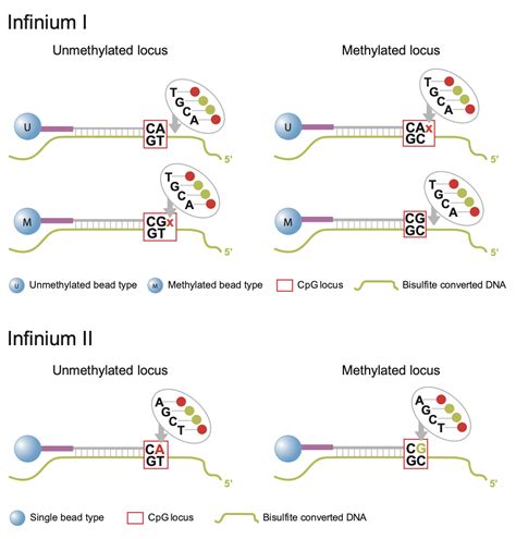 Dna Methylation Array Workflow — Epigenomics Workshop 2024 1 Documentation