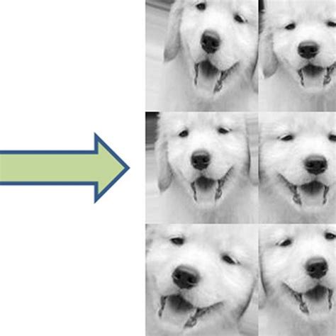 The Effect Of Image Data Augmentation Download Scientific Diagram