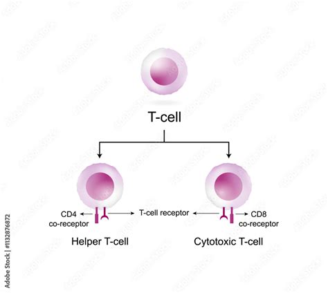 T Cell Cd4 Helper T Cell And Cd8 Cytotoxic T Cell Cd Antigen Types
