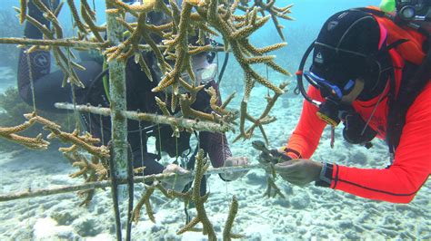 Coral Reef Conservation Diver