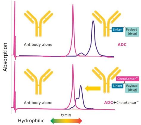 Improving Antibody Drug Conjugate Adc Solubility With Hydrophobic
