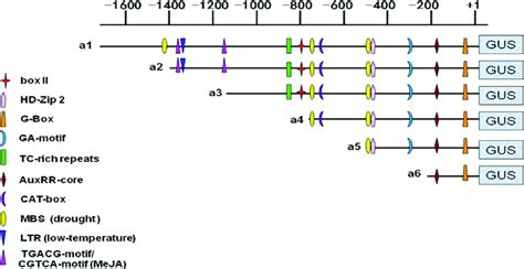 Bioinformatic Analysis Of Cis Regulatory Elements In The Zmap Promoter