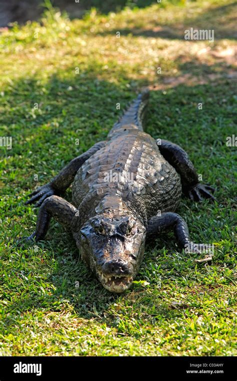 Yacare Caiman Caiman Yacare Adult On Land Pantanal Brazil South