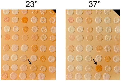 Dithizone Staining Plos One