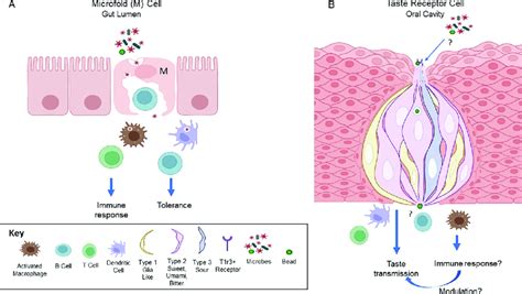 Microfold M Cell Surveillance Of The Microbiota And A Similar Download Scientific Diagram