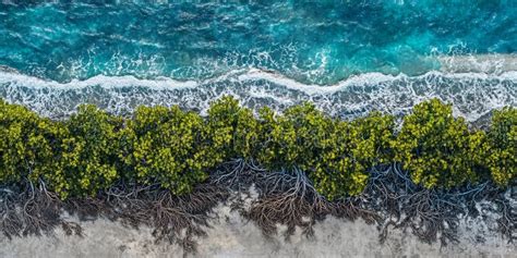Drone Captures Restored Mangrove Forest Sequestering Carbon Realistic Photo Stock Illustration