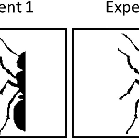 Stimulus Presentation In The Recognition Tasks Of Experiment 1 And Download Scientific Diagram