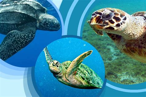 Tortugas Marinas ¿qué Especies Habitan En México