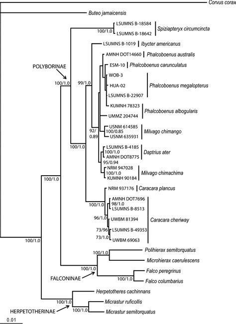 the 50 majority rule consensus tree resulting from the bayesian
