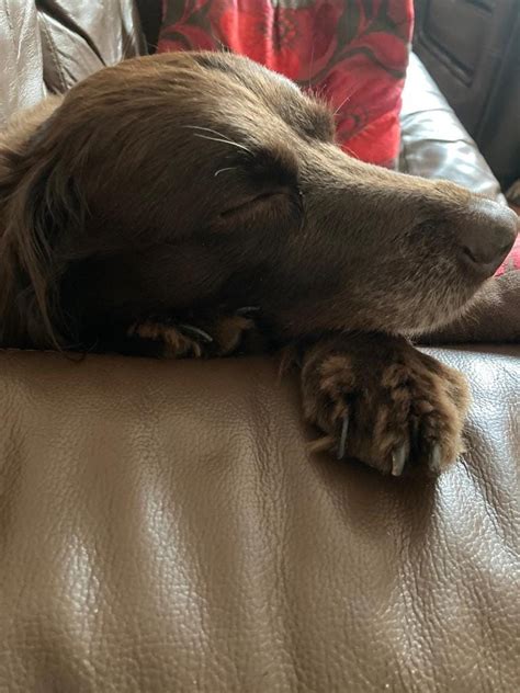 R I P Rosie And Barty Jess Wood Medium