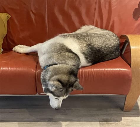 Dingle Dangle Rdanglers