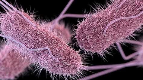 Cdc Investigating Salmonella Outbreak