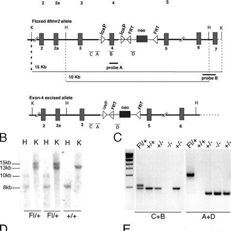 generation of the mtmr2 null allele a schematic diagrams from top