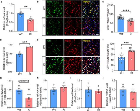 Glycogen Depletion In Astrocytes Induces Sex Dimorphic Remodeling Of Astrocytic And Synaptic