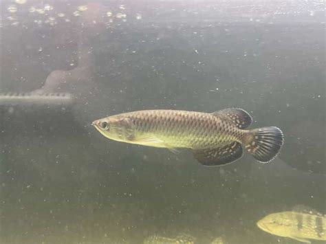 Selling 15cm Plus Jardini 30 35cm Flagtail And Got Some Small Datnoids