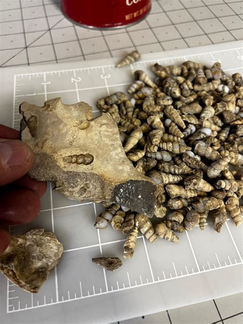 Coffee Can Of Fossilized Snail Shells EstateSales Org