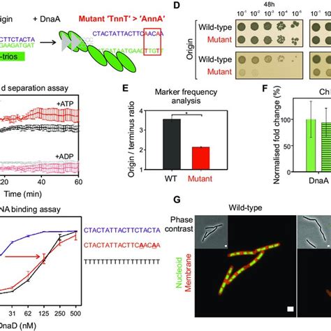Identification Of Important Dna Binding Residues In B Subtilis Dnad Download Scientific