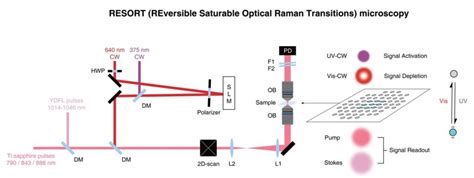 New Imaging Technique Combines The Benefits Of Super Resolution Fluorescence And Vibrational Imaging