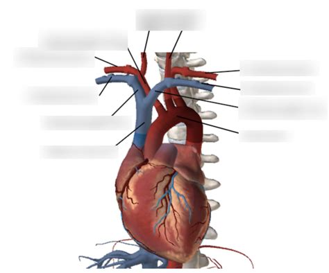 Heart And Major Branches Diagram Quizlet Heart And Major Branches Diagram Quizlet