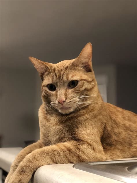 Our Lenny Boy Is So Handsome💙 Scrolller