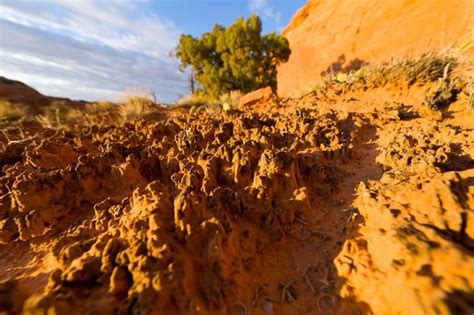 Biocrust Why You Shouldnt Walk Off Trail Territory Supply
