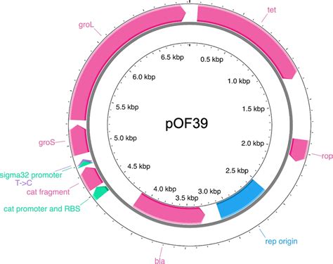 Map Of The Groesl Plasmid Pof39 Generated With Proksee 26 Genes Or