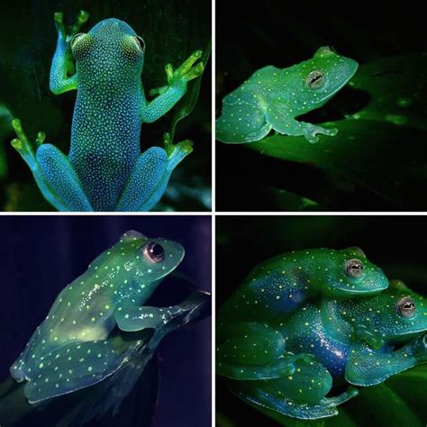 Glass Frog Kingdom At Thomas Michie Blog