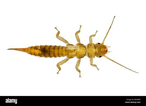 Stonefly Larvae Identification