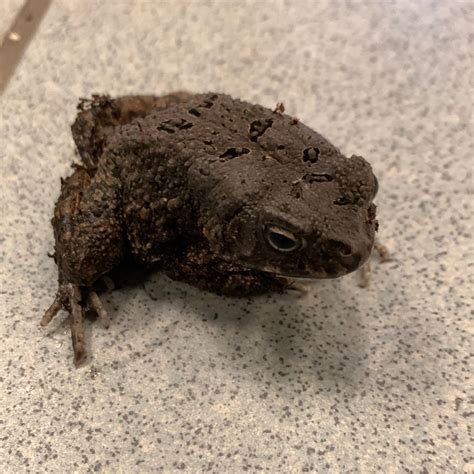African Common Toad
